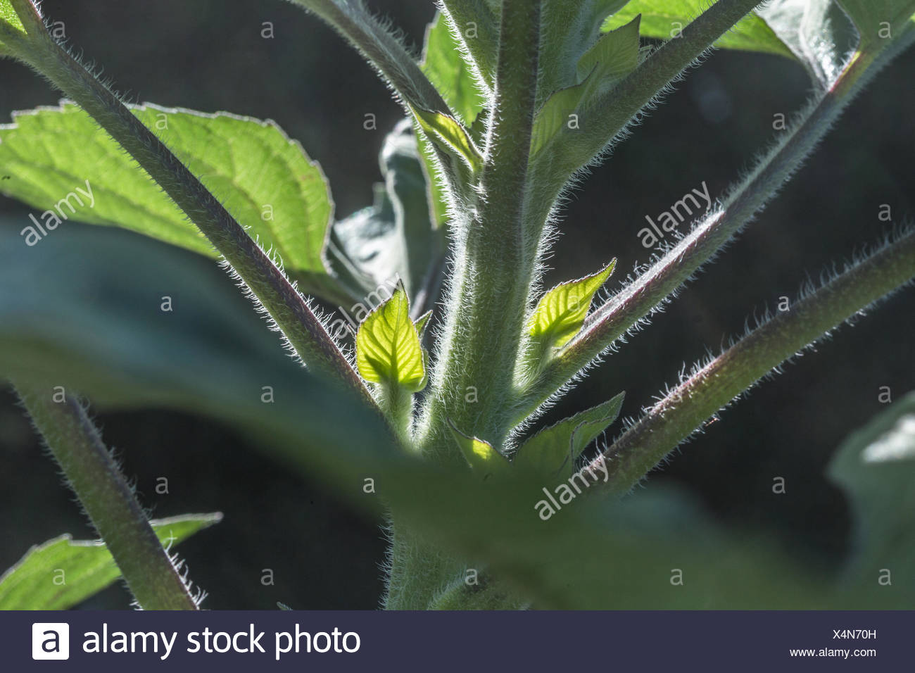 Sunflower Stem High Resolution Stock Photography and Images - Alamy
