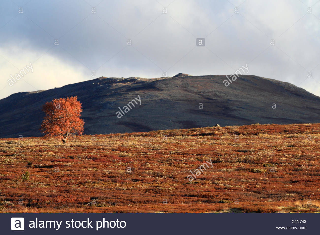 Dovrefjell Sunndalsfjella Nationalpark High Resolution Stock ...
