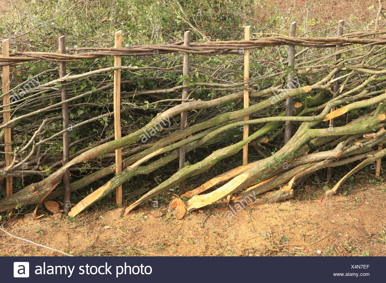 Layered Hedging High Resolution Stock Photography and Images - Alamy