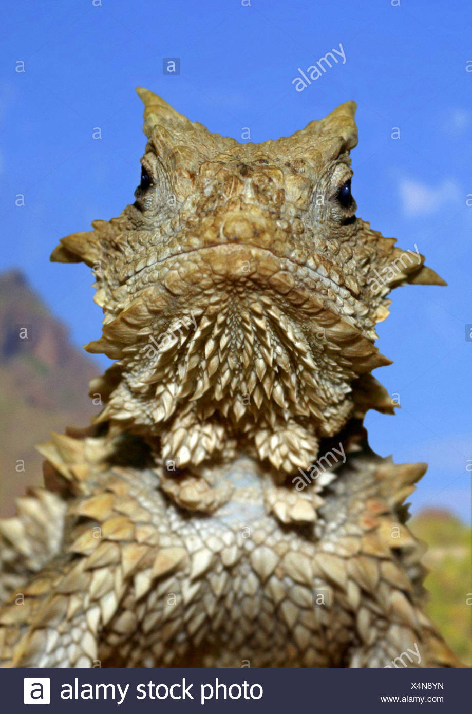 Lizards Of Mexico Stock Photos & Lizards Of Mexico Stock Images - Alamy