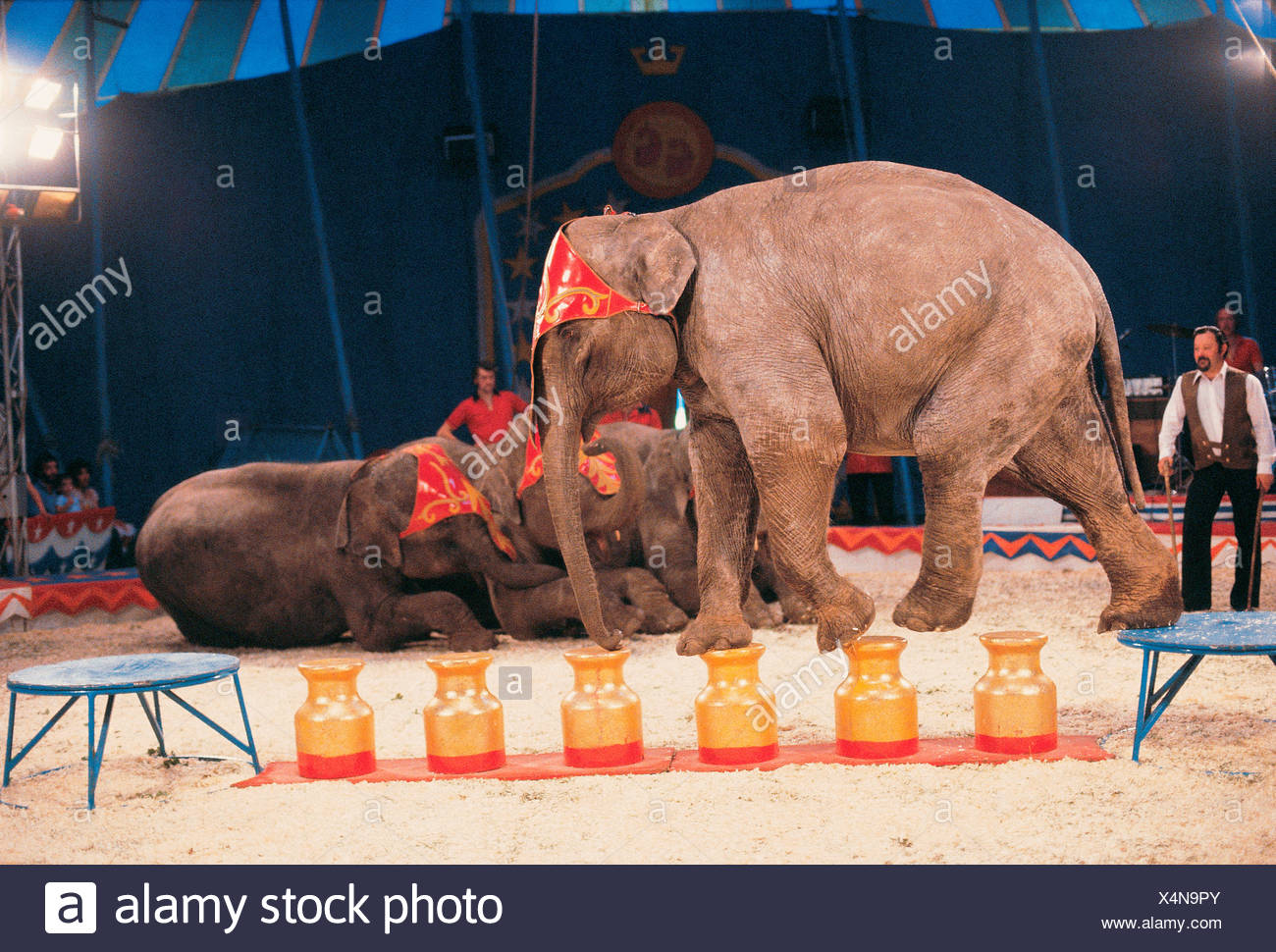 Circus Elephant High Resolution Stock Photography and Images - Alamy