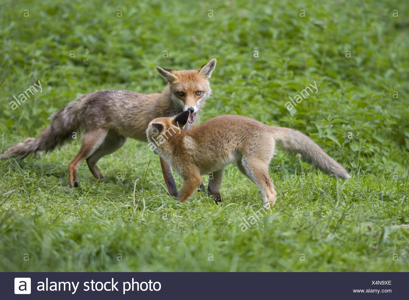 Foxes Mating High Resolution Stock Photography and Images - Alamy