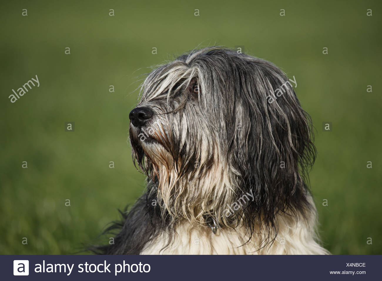 Pon Dog High Resolution Stock Photography and Images - Alamy