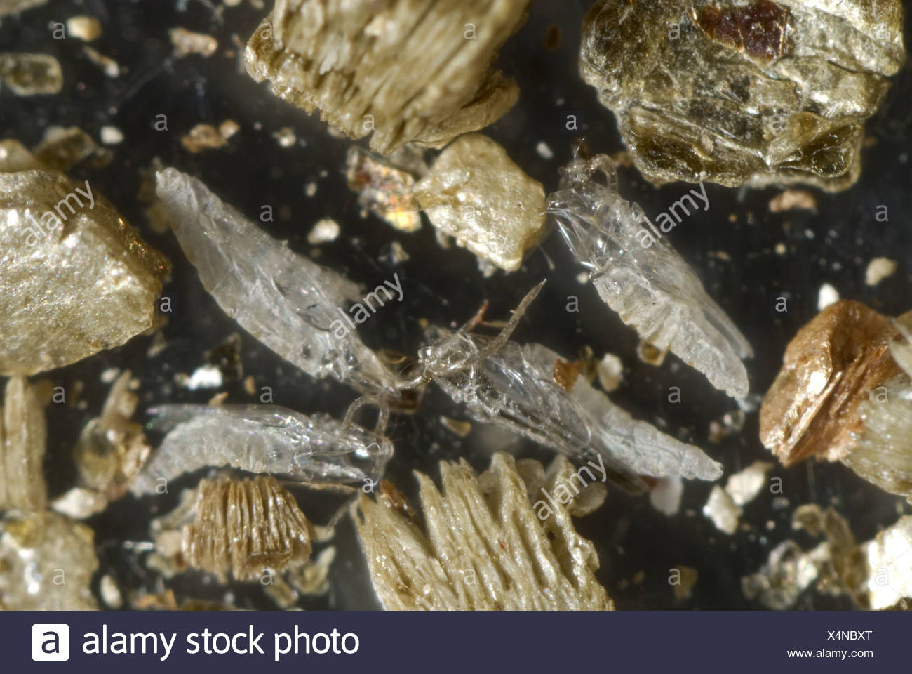 Aphidoletes Aphidimyza High Resolution Stock Photography and Images - Alamy