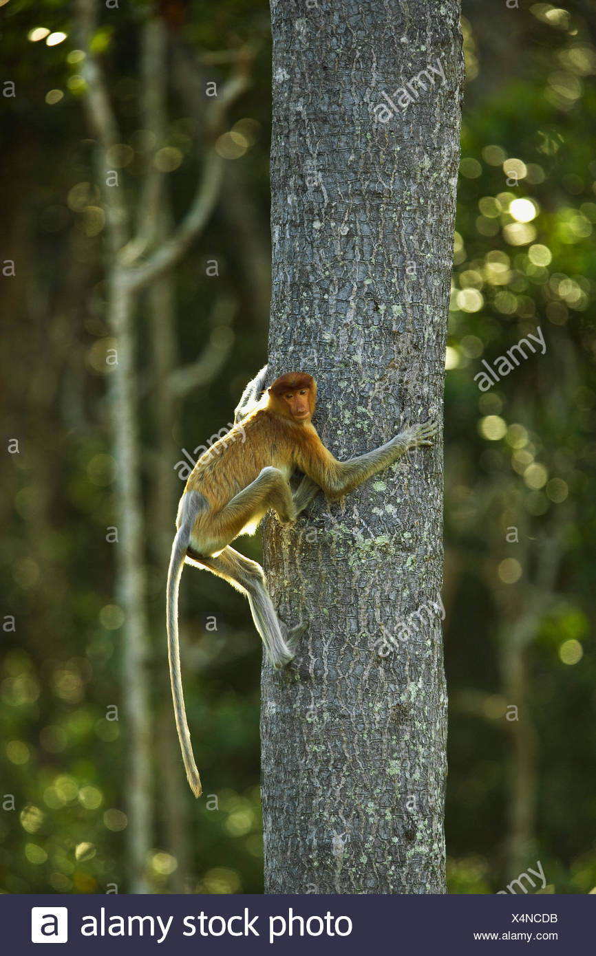 Proboscis Monkey Climbing Tree High Resolution Stock Photography and ...