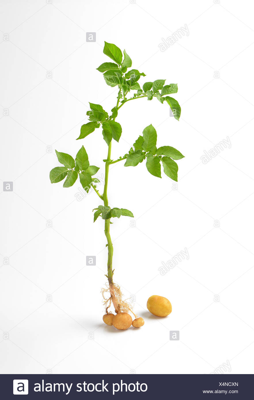 White Potato Stem Stock Photos & White Potato Stem Stock Images - Alamy