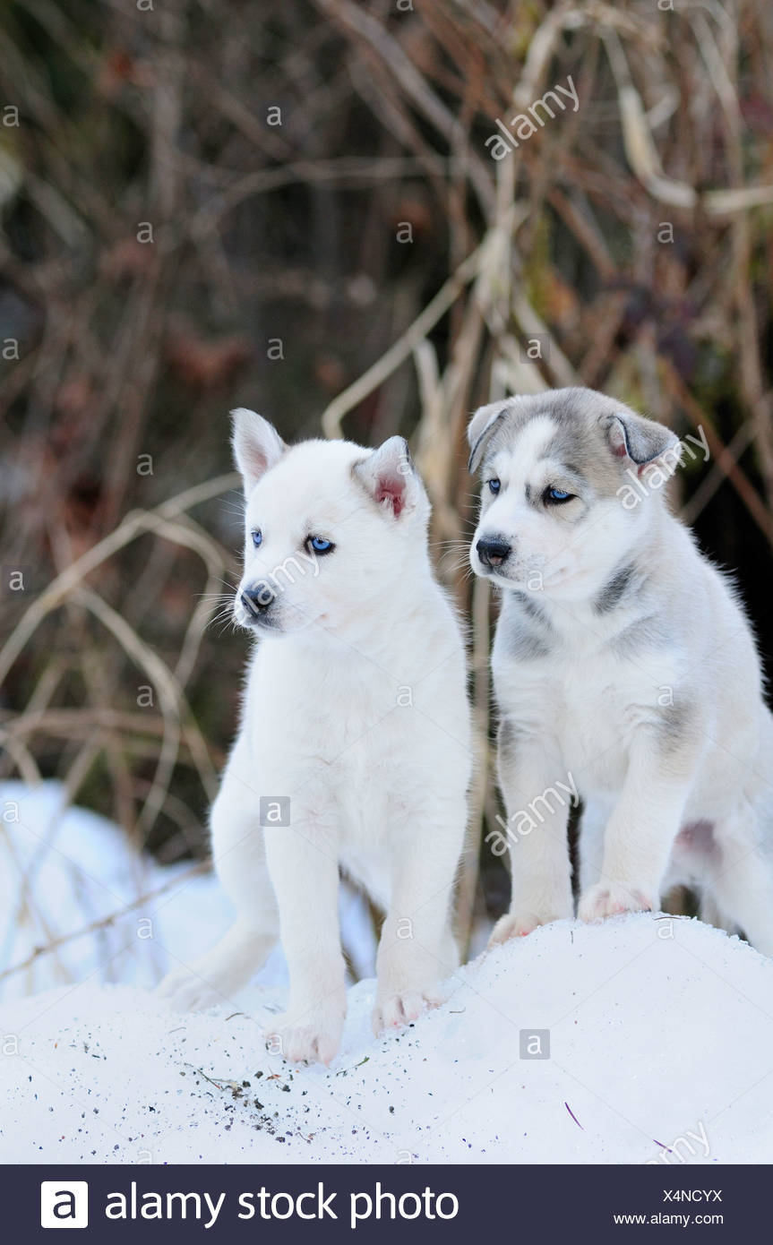 Angel Animal High Resolution Stock Photography and Images - Alamy