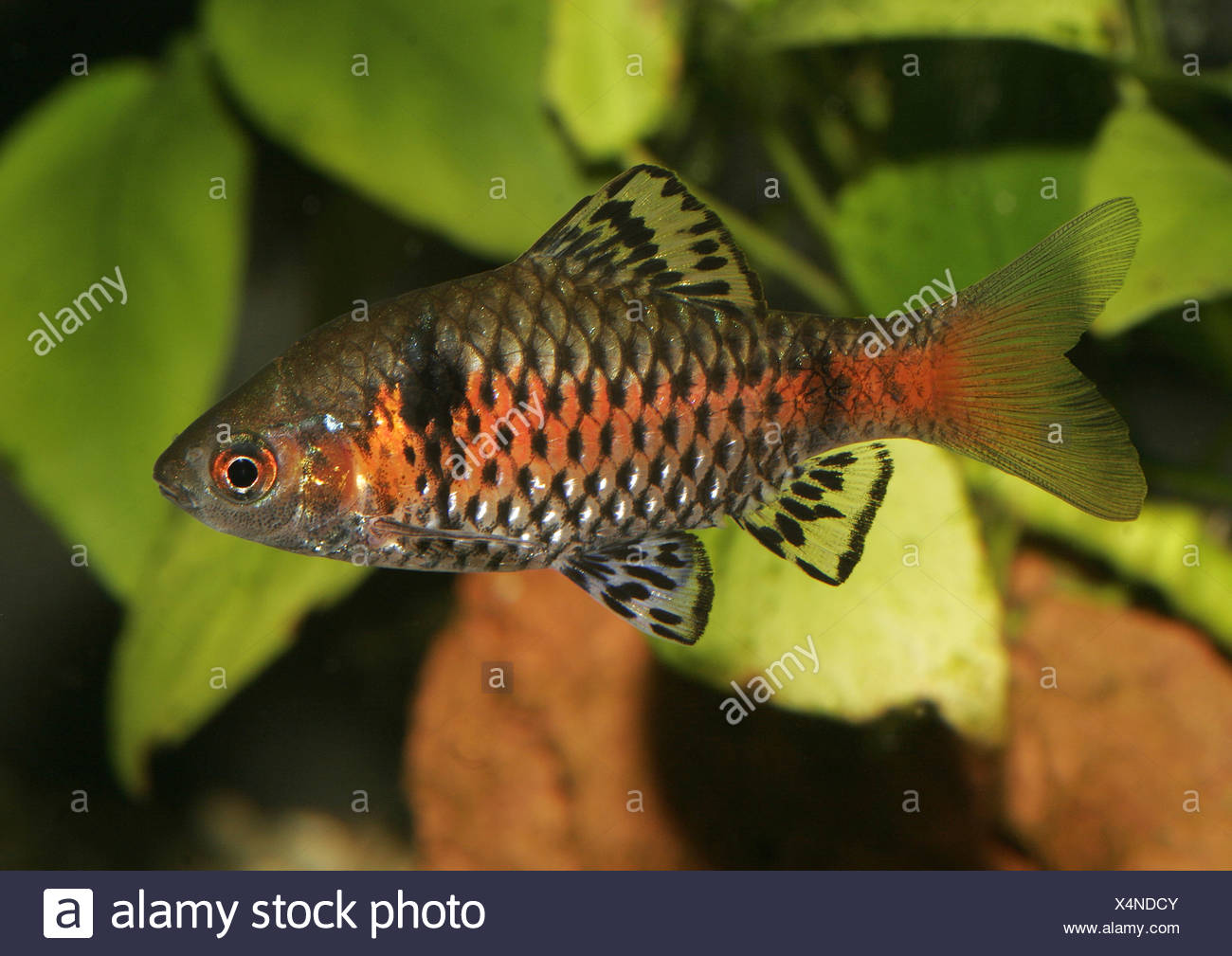 Ticto High Resolution Stock Photography and Images - Alamy