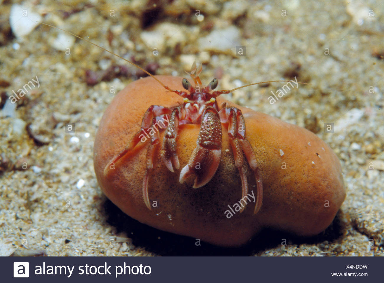 Suberites Domuncula Stock Photos & Suberites Domuncula Stock Images - Alamy