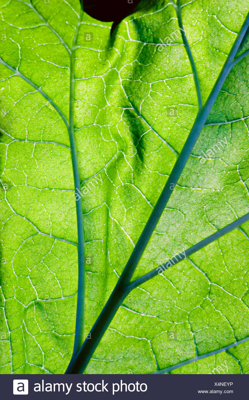 Stipules Stock Photos & Stipules Stock Images - Alamy