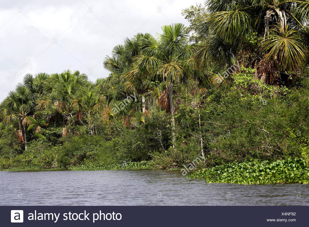 Orinoco River High Resolution Stock Photography and Images - Alamy