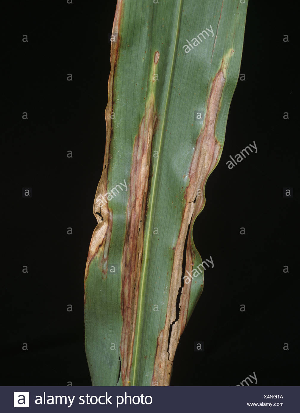 Helminthosporium High Resolution Stock Photography and Images - Alamy