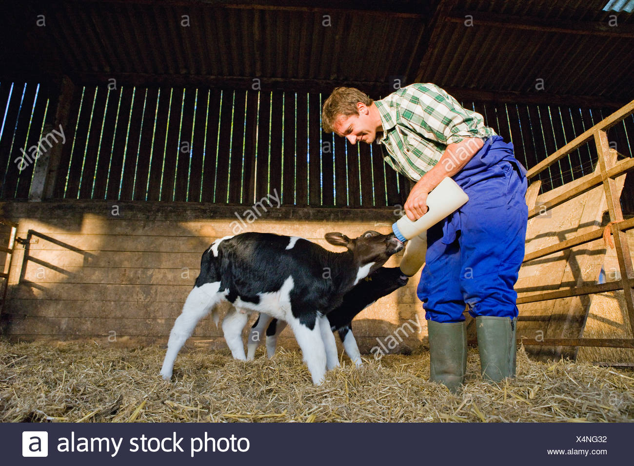 Calf Rearing Stock Photos & Calf Rearing Stock Images - Alamy
