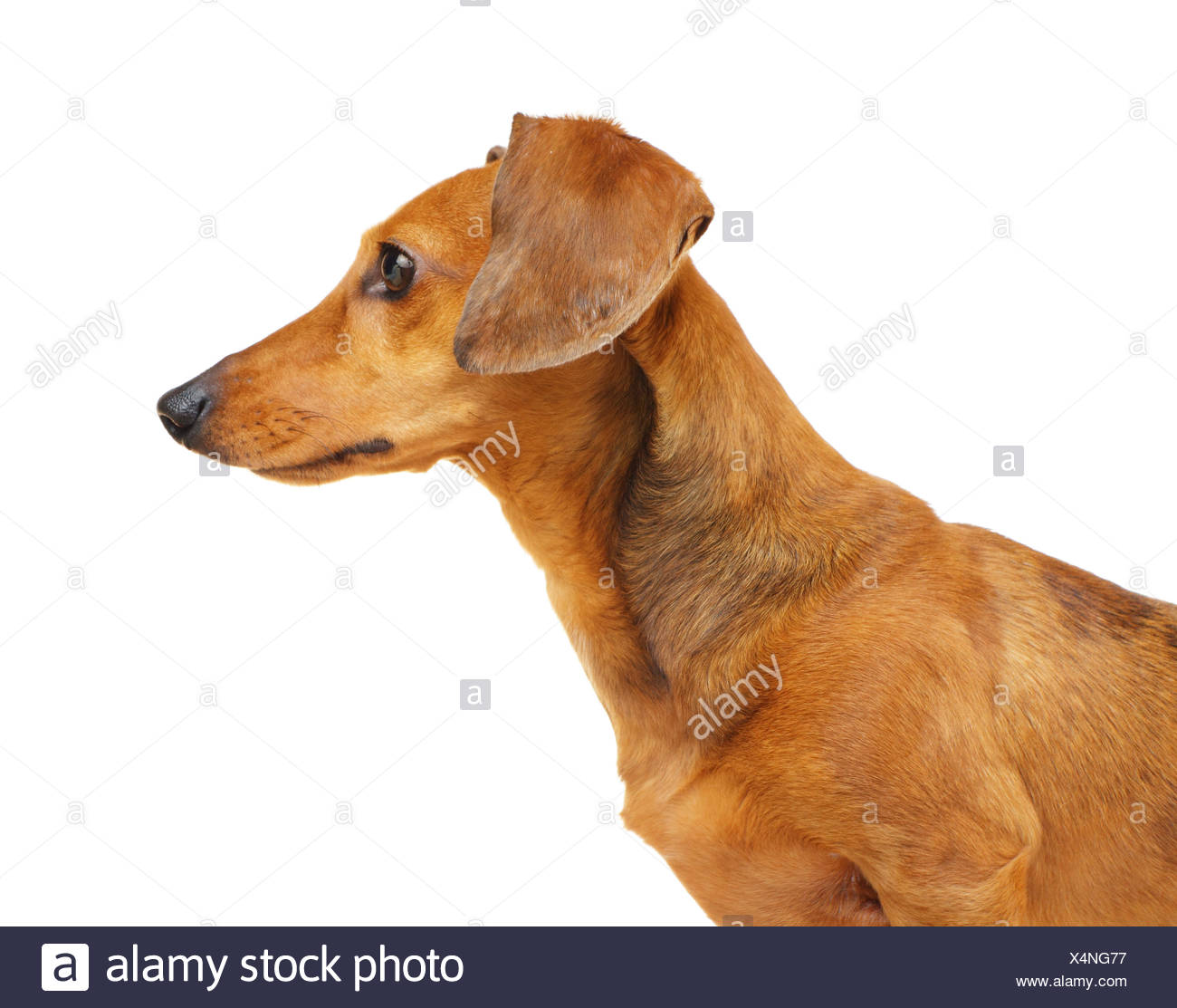Worshond Stock Photos & Worshond Stock Images - Alamy