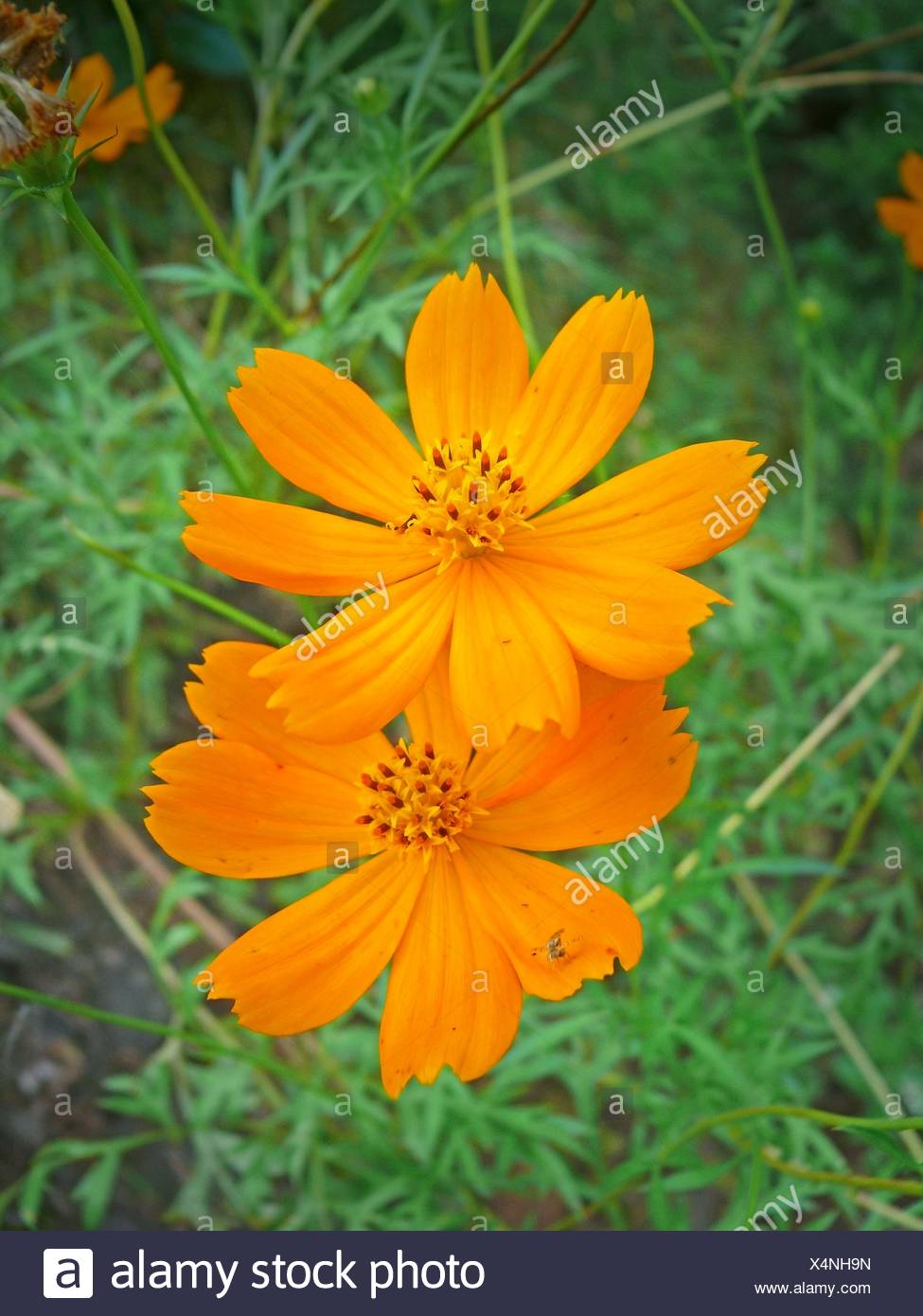 Cosmos Orange High Resolution Stock Photography and Images - Alamy