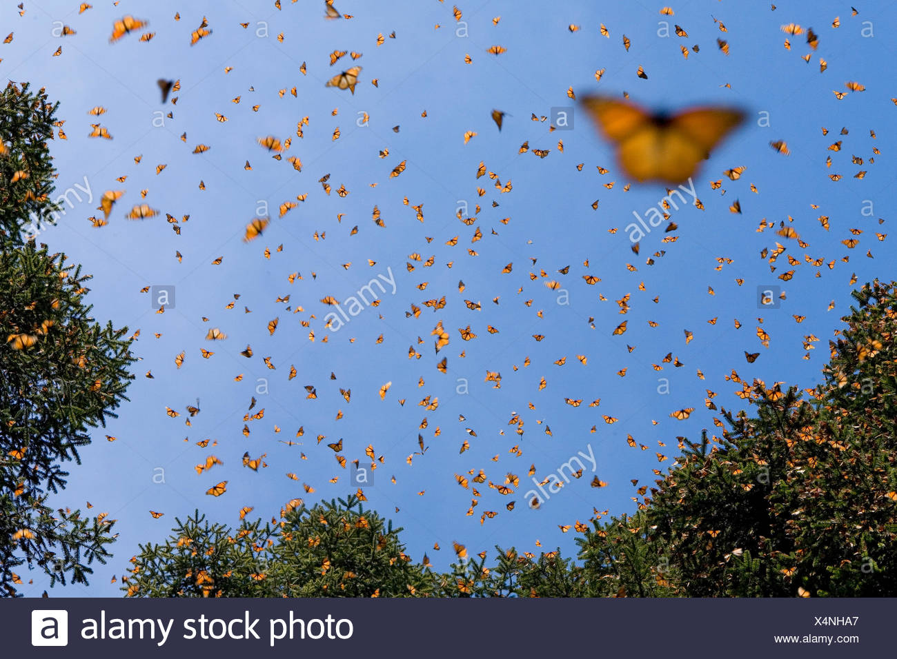 Many Butterflies Flying High Resolution Stock Photography and Images ...