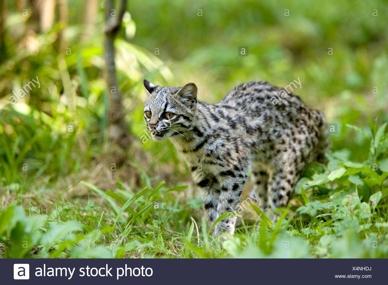 Ocelots Cat High Resolution Stock Photography and Images - Alamy
