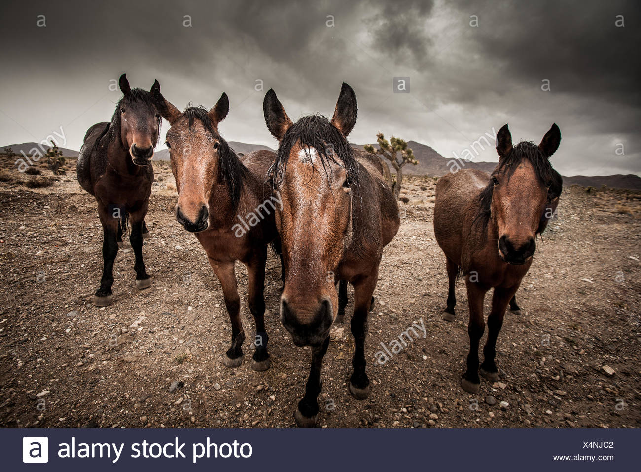 Herd Animals Stock Photos & Herd Animals Stock Images - Alamy
