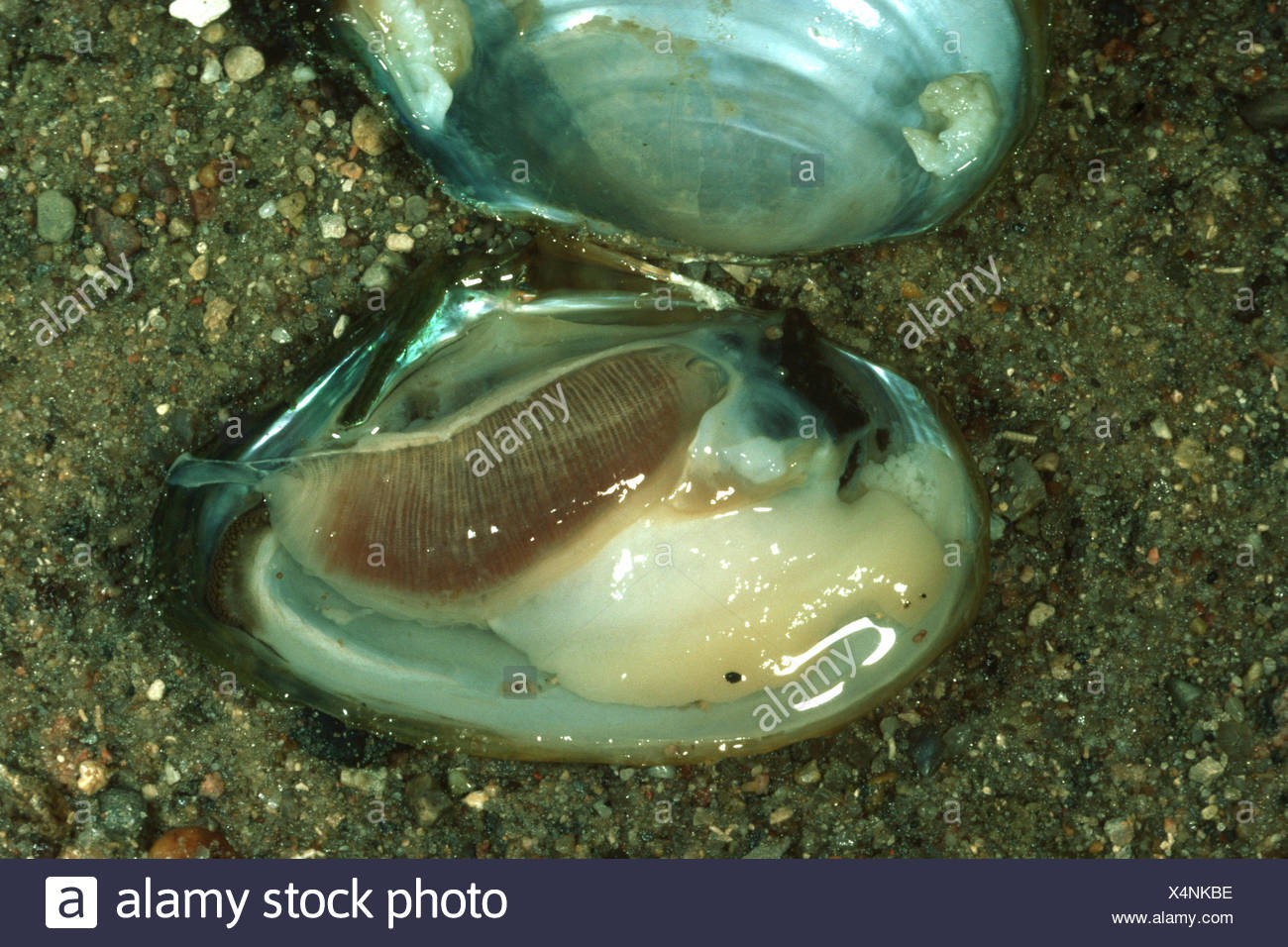 Duck Mussels High Resolution Stock Photography and Images - Alamy