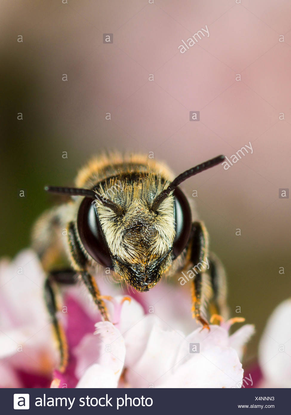 Foraging For Insects High Resolution Stock Photography and Images - Alamy