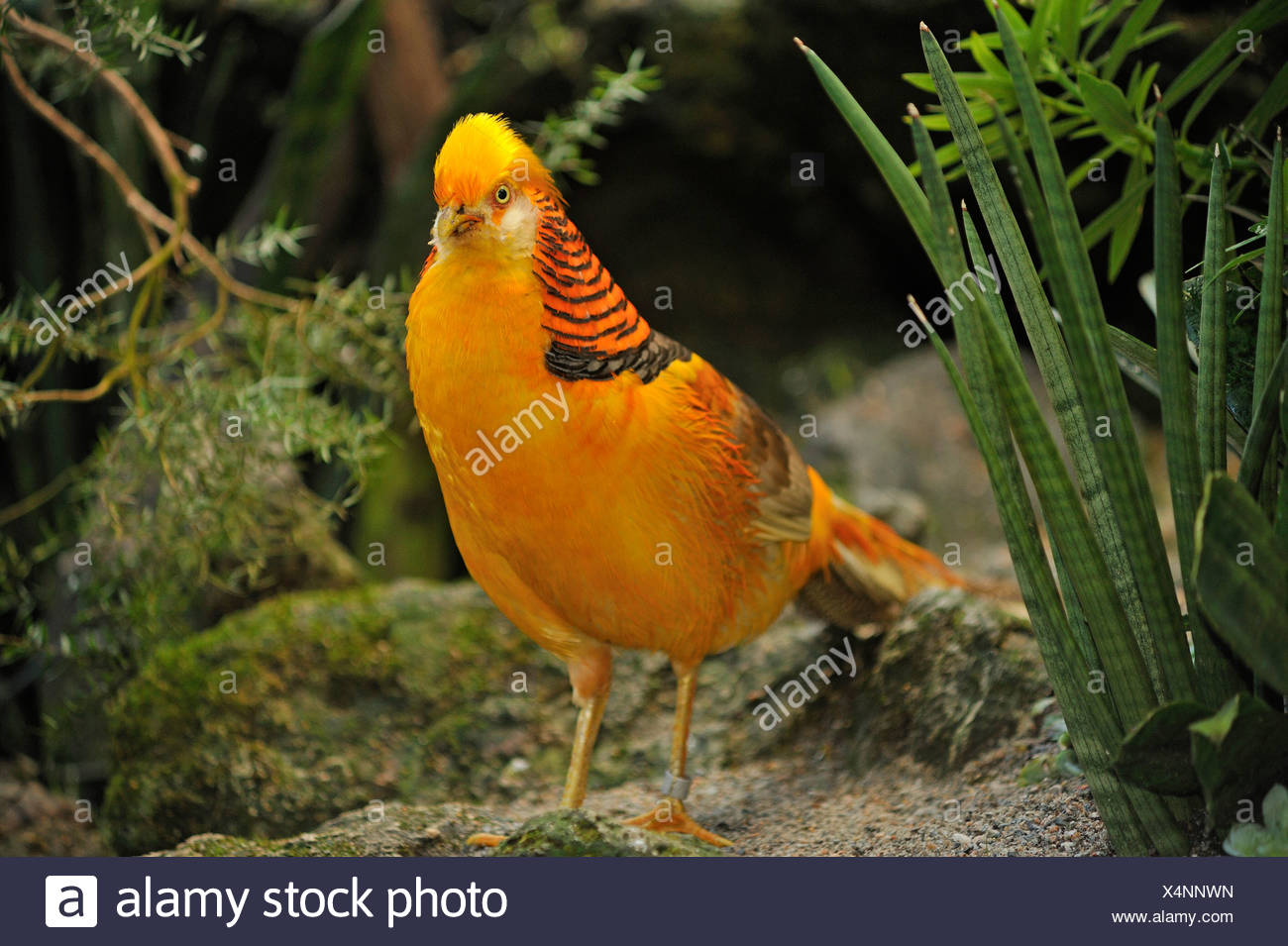 The Golden Pheasant High Resolution Stock Photography and Images - Alamy