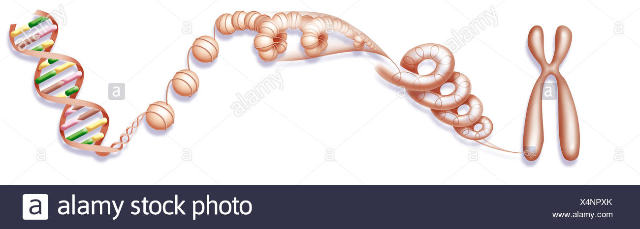 Nucleosome Structure High Resolution Stock Photography and Images - Alamy