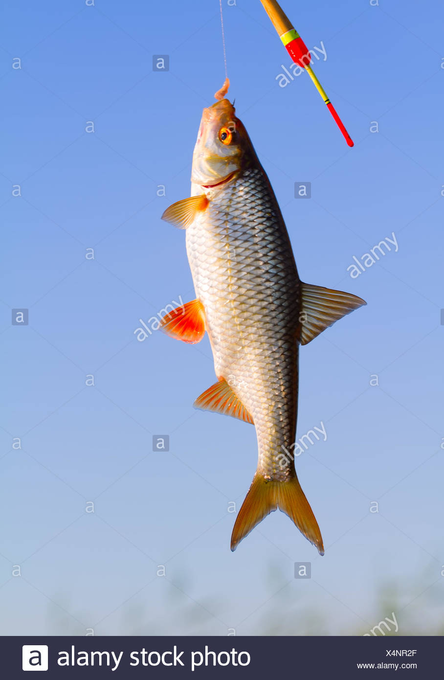 Pole Mouth High Resolution Stock Photography and Images - Alamy