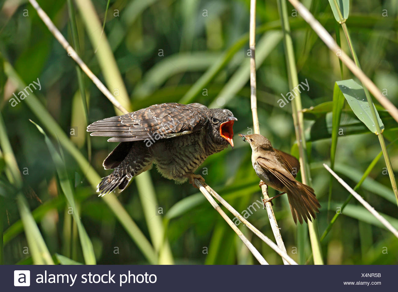 Cuckoo Cuculus Canorus Young Bird High Resolution Stock Photography and ...