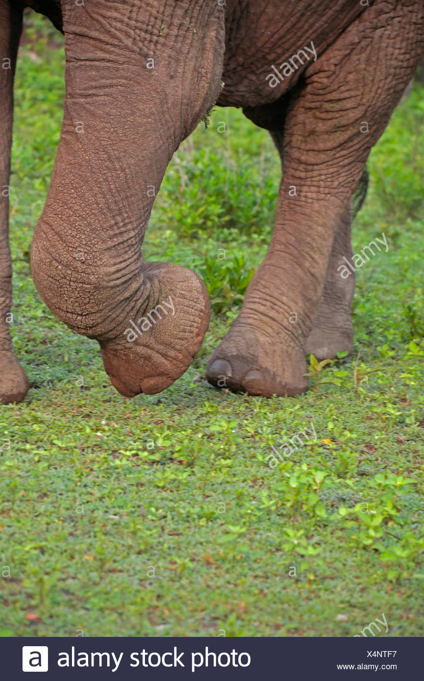 Elephant Foot Stock Photos & Elephant Foot Stock Images - Alamy