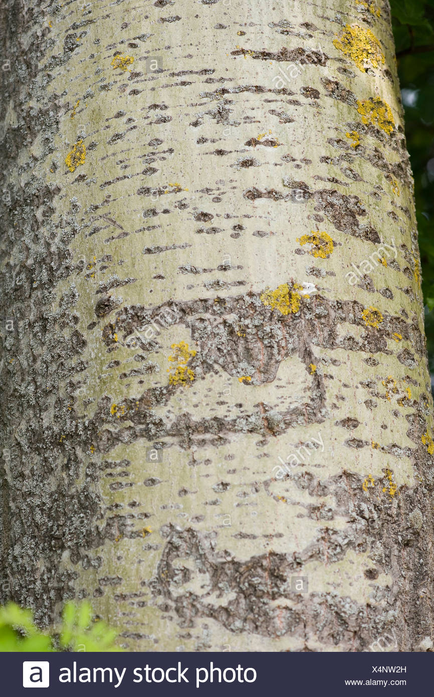 European Aspen Populus Tremula Bark High Resolution Stock Photography ...