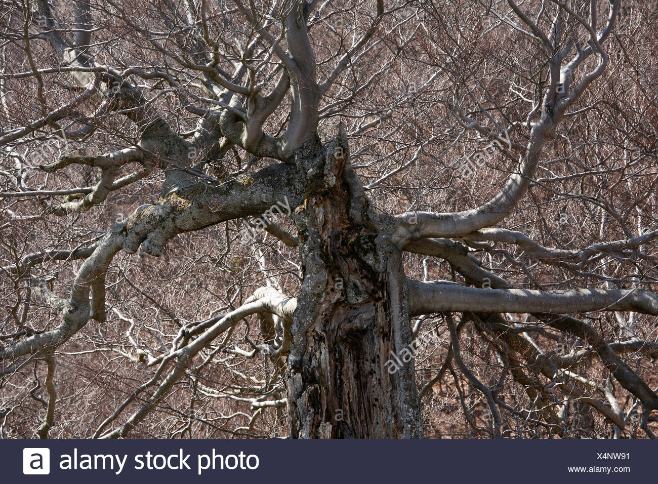 Twisted Beech Tree Fagus Sylvatica High Resolution Stock Photography ...