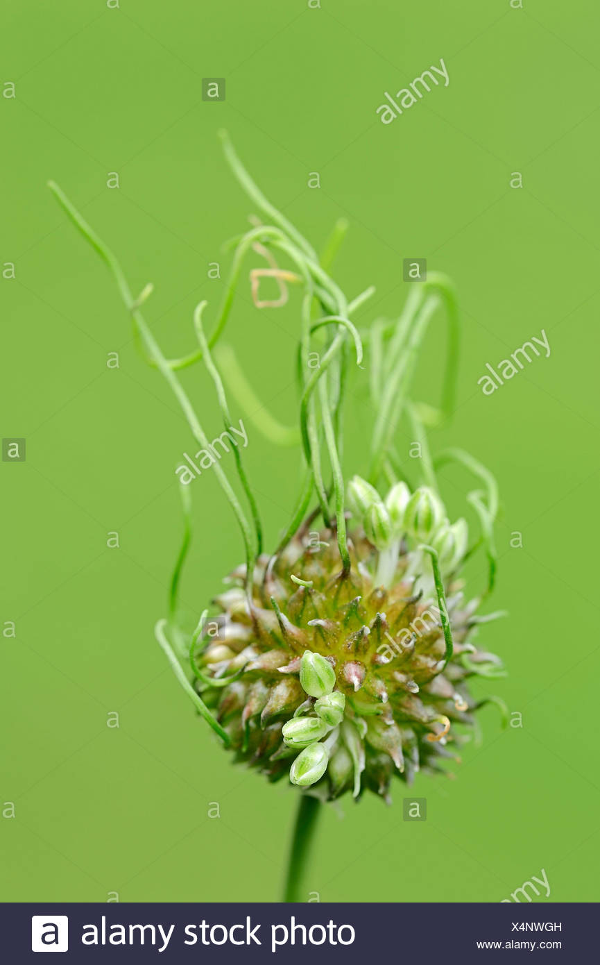 Yellow Whitlow Grass Draba High Resolution Stock Photography and Images ...