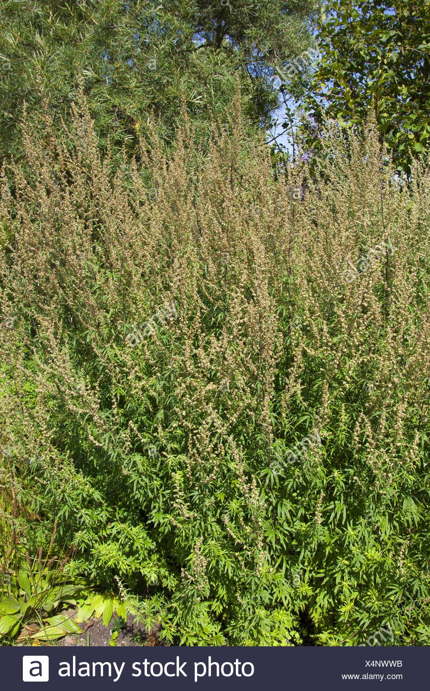 Botany Compositae Mugwort High Resolution Stock Photography and Images ...