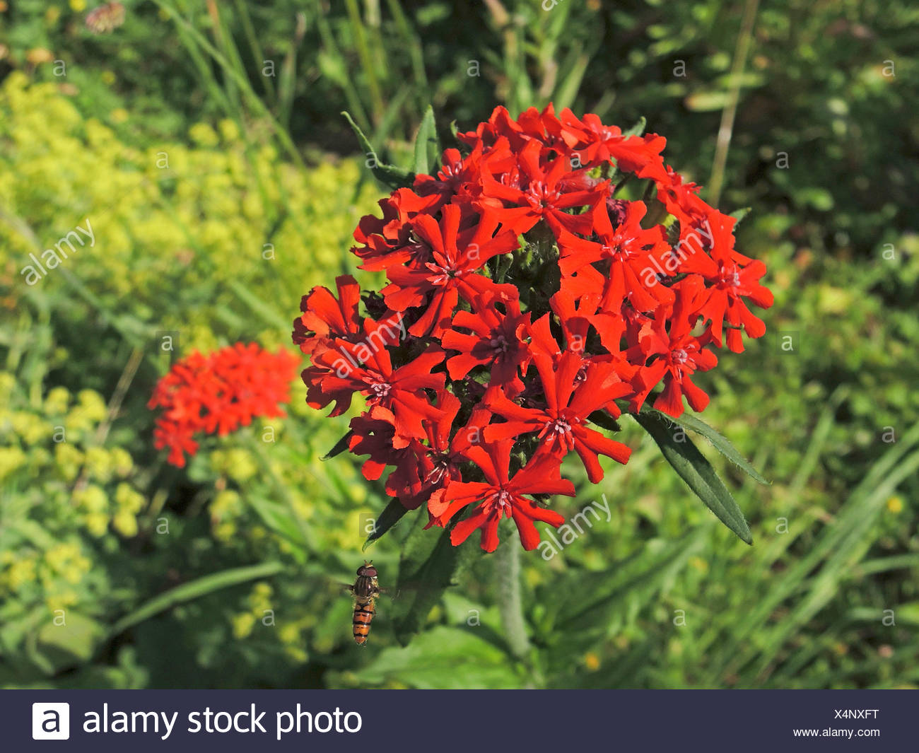 Lychnis Chalcedonica Maltese Cross Flower High Resolution Stock ...