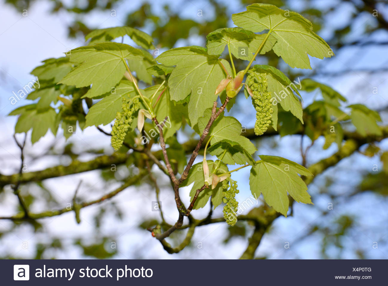 Sycamore Flowers High Resolution Stock Photography and Images - Alamy