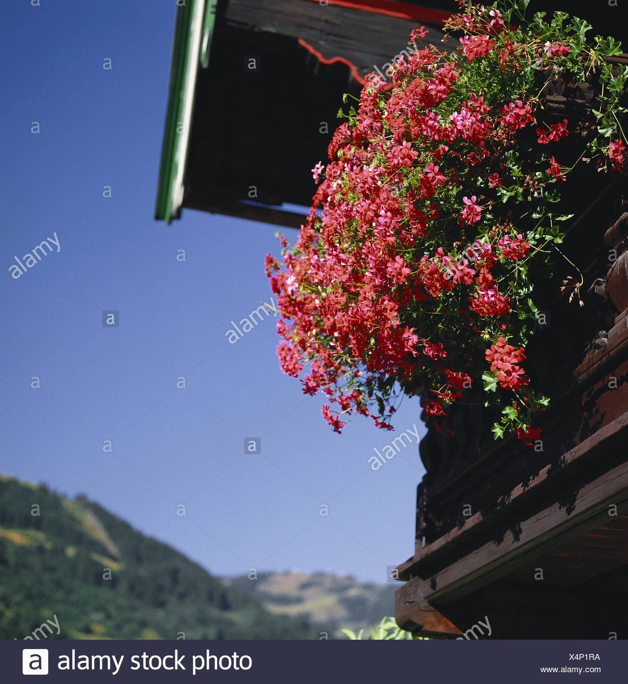 Balcony Geraniums High Resolution Stock Photography and Images - Alamy