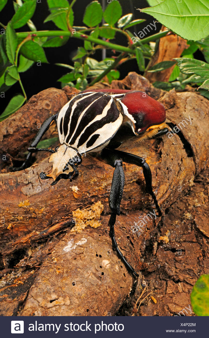 Goliath Beetles High Resolution Stock Photography and Images - Alamy