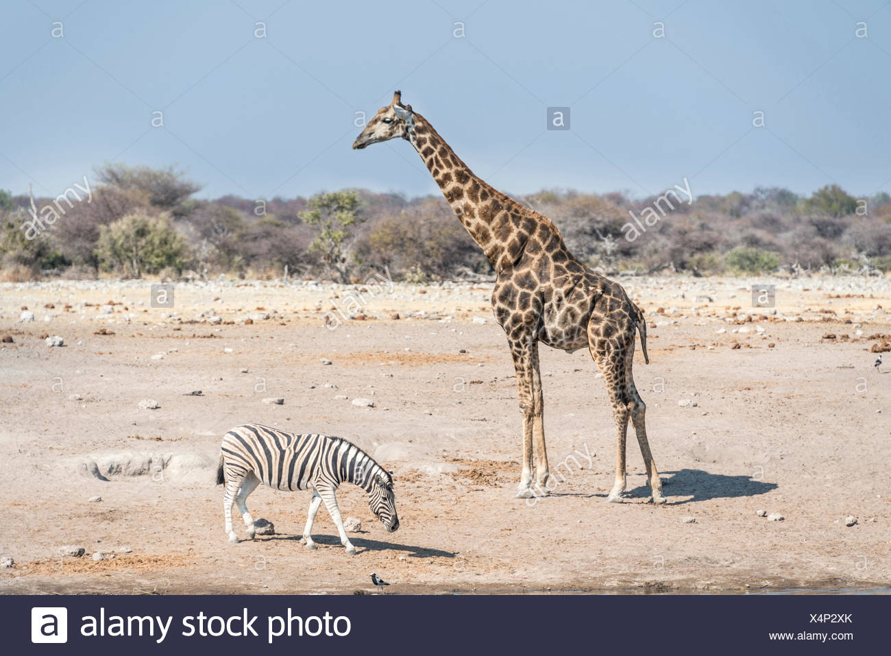 Zebra And Giraffe High Resolution Stock Photography and Images - Alamy