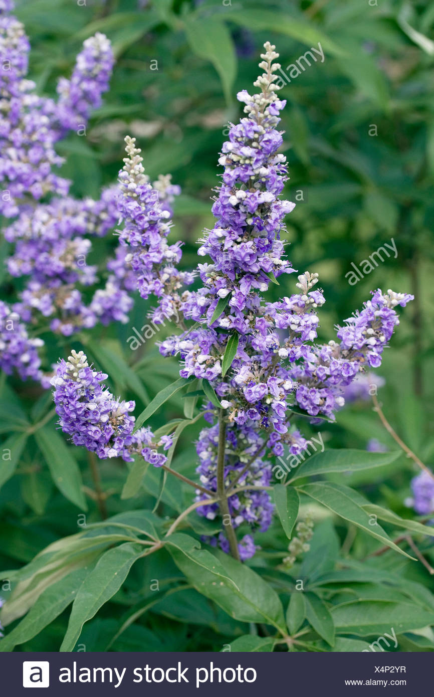 Vitex Vitex Agnus Castus Stock Photos & Vitex Vitex Agnus Castus Stock ...