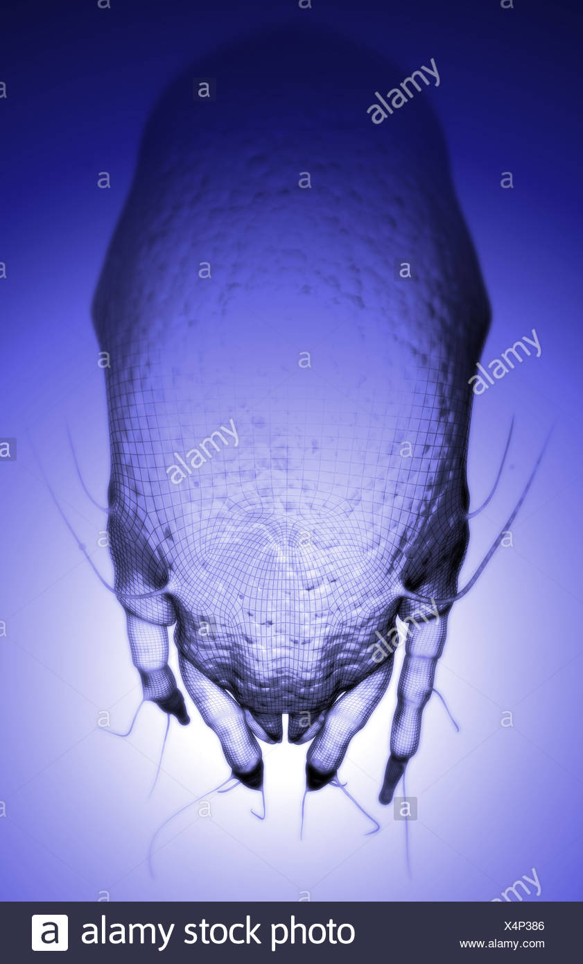 Dermatophagoides Pteronyssinus High Resolution Stock Photography and ...