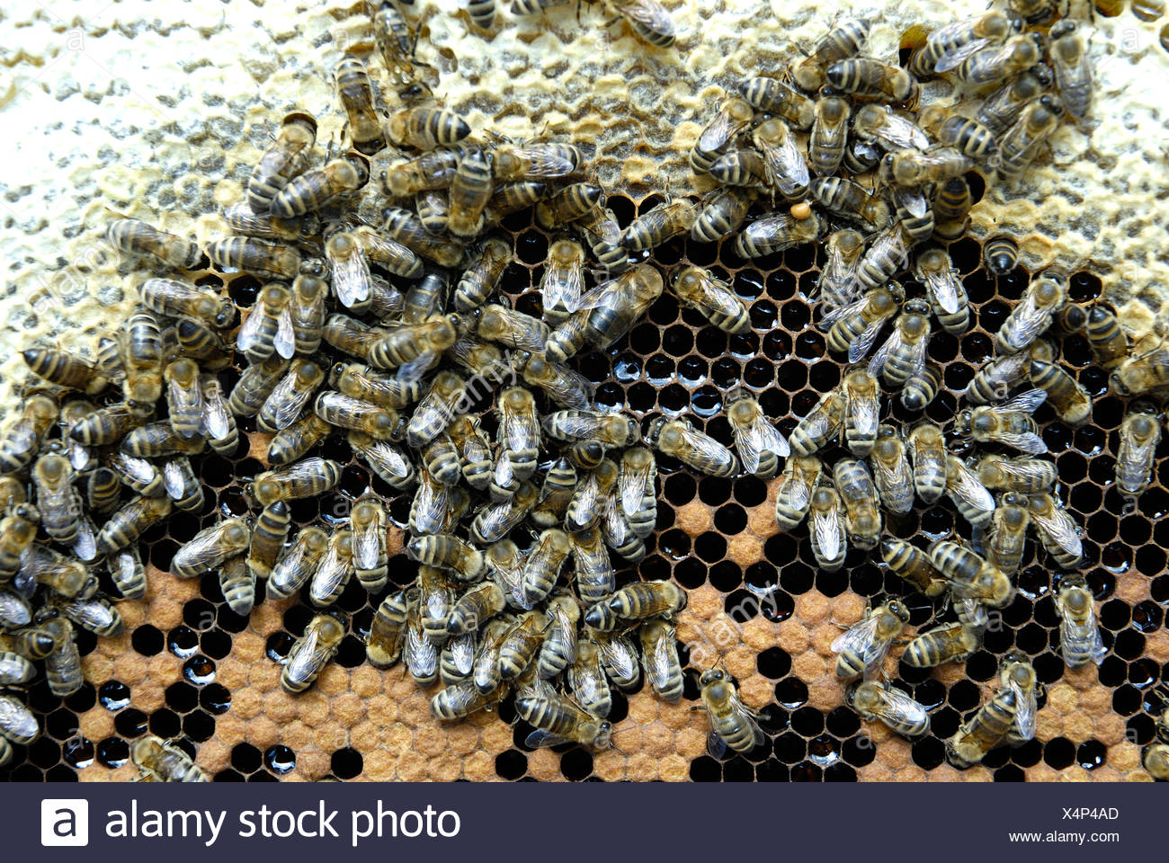 Honeybee Larvae High Resolution Stock Photography and Images - Alamy
