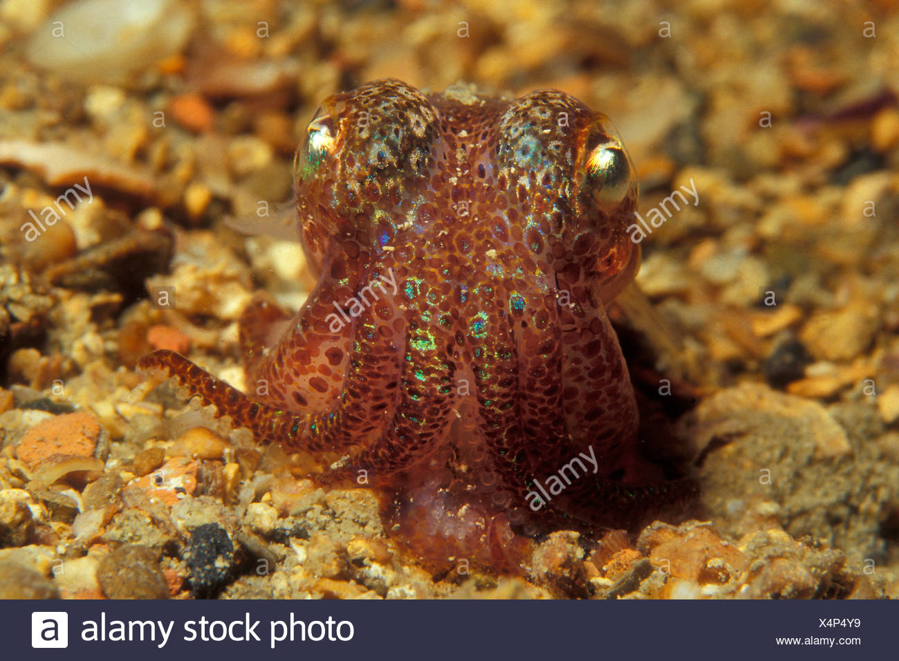 Sepiola High Resolution Stock Photography and Images - Alamy