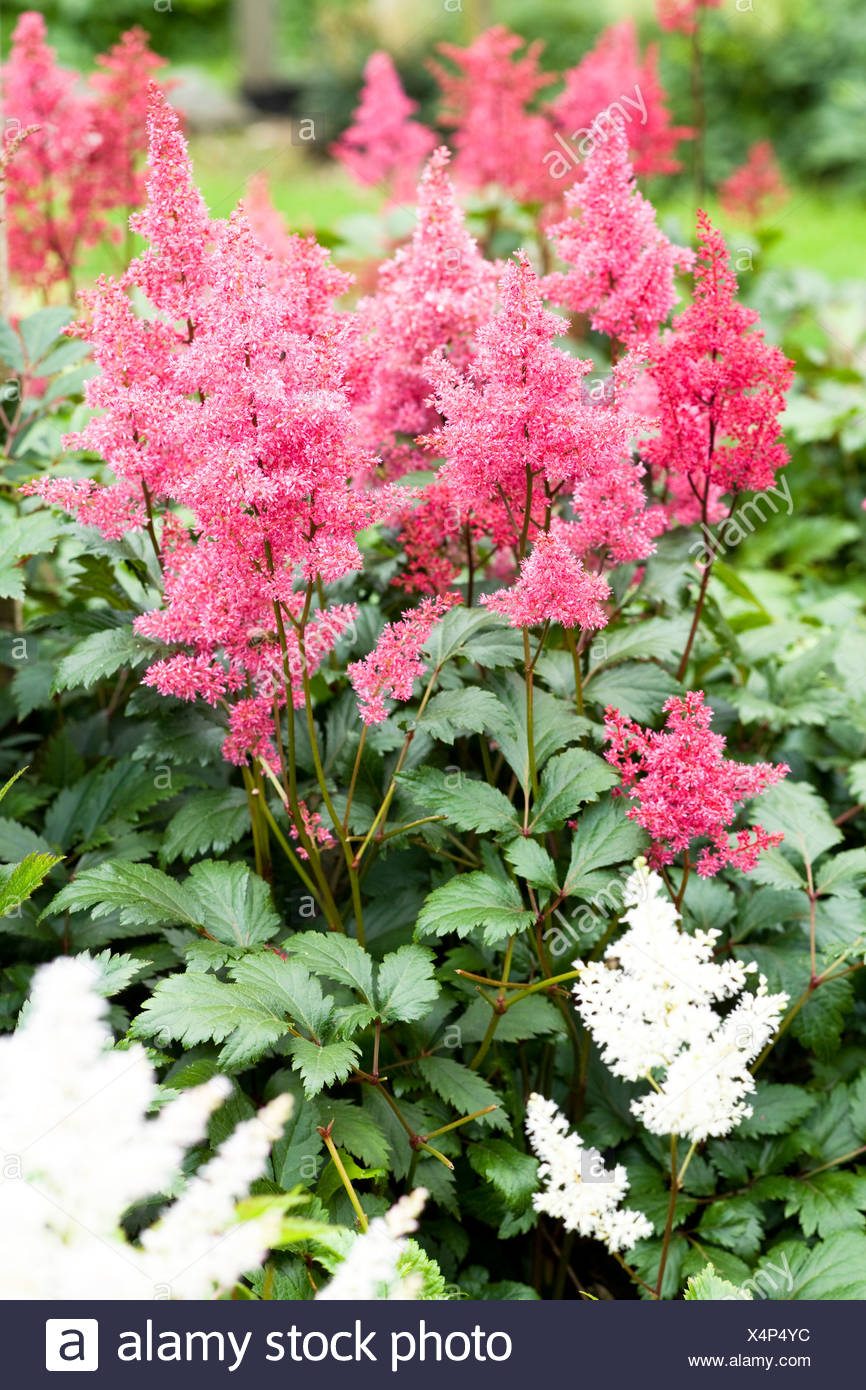 Astilbe Japonica Vesuvius High Resolution Stock Photography and Images ...