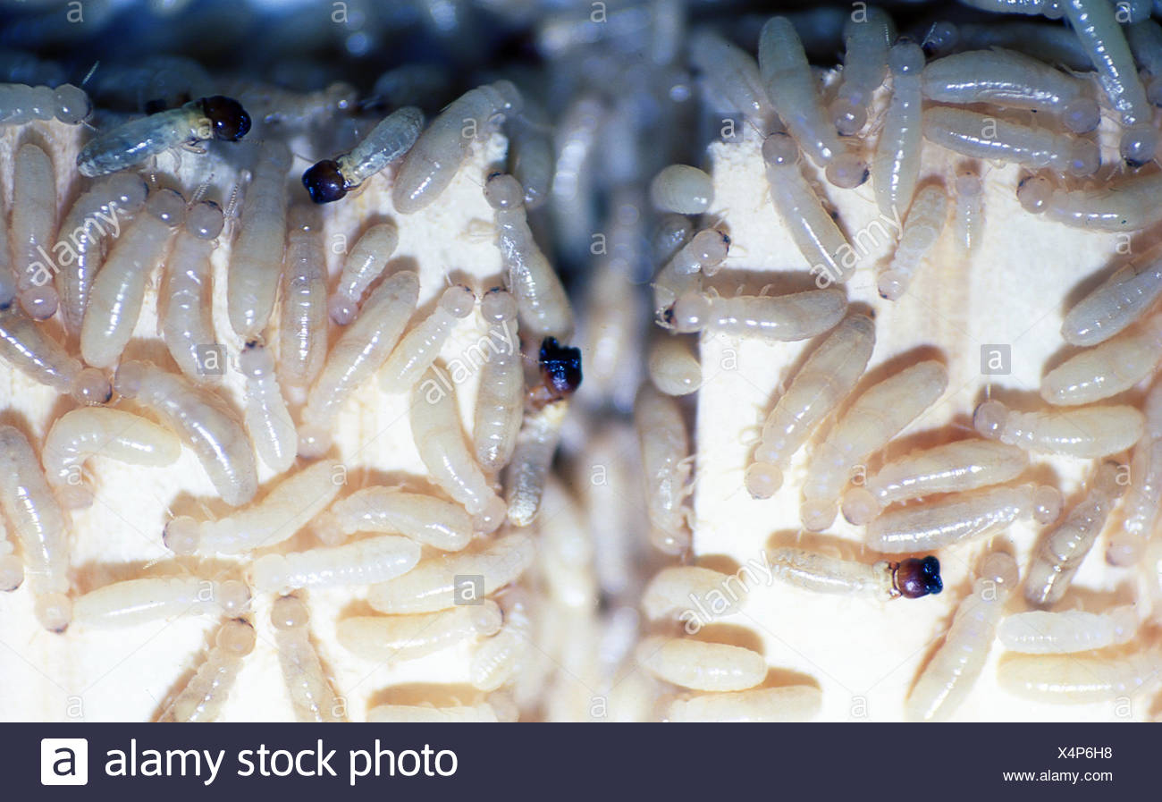 Larvae Underground High Resolution Stock Photography and Images - Alamy