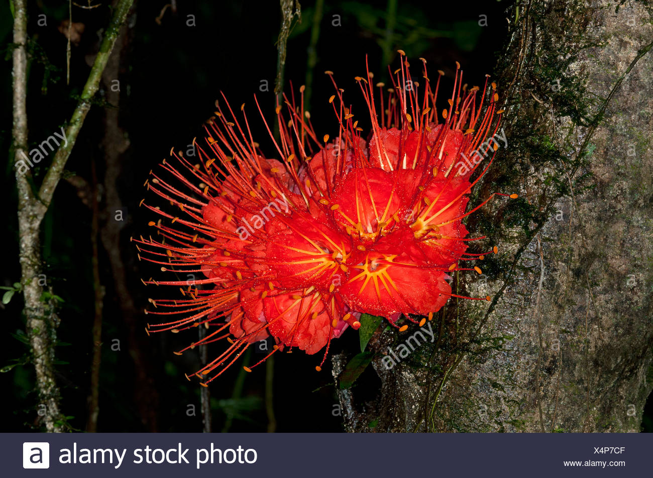 Panama Tree High Resolution Stock Photography and Images - Alamy