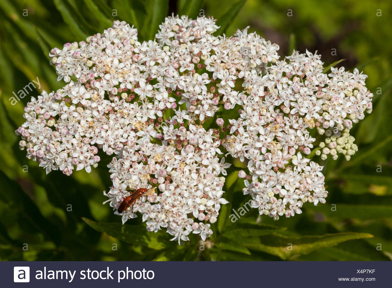 Dwarf Elder Sambucus Ebulus Stock Photos & Dwarf Elder Sambucus Ebulus ...