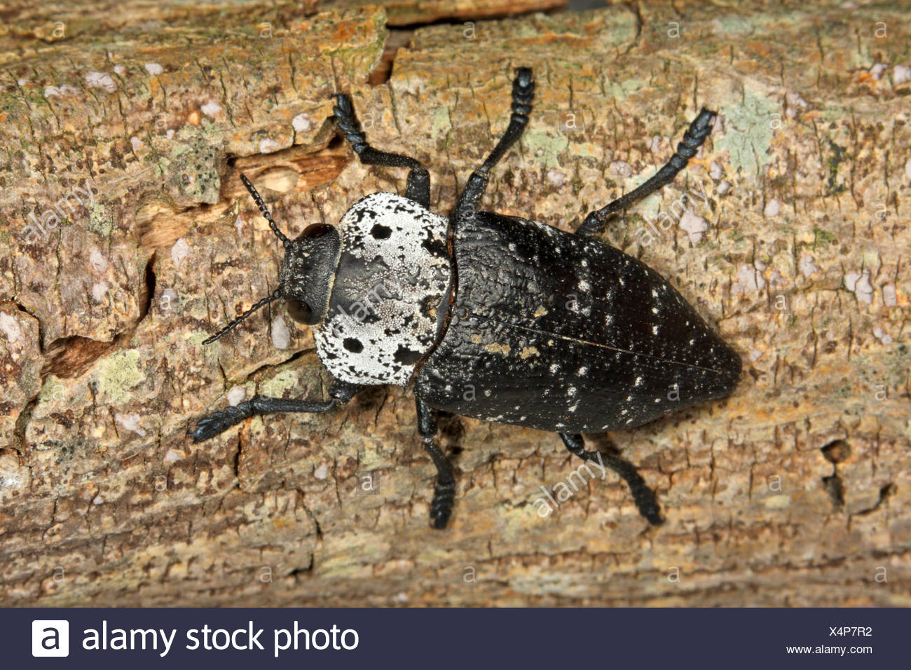 Splendour Beetles Stock Photos & Splendour Beetles Stock Images - Alamy