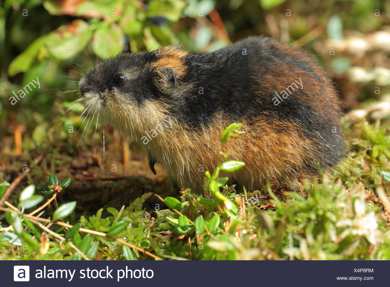 Arctic Moss And Tundra High Resolution Stock Photography and Images - Alamy
