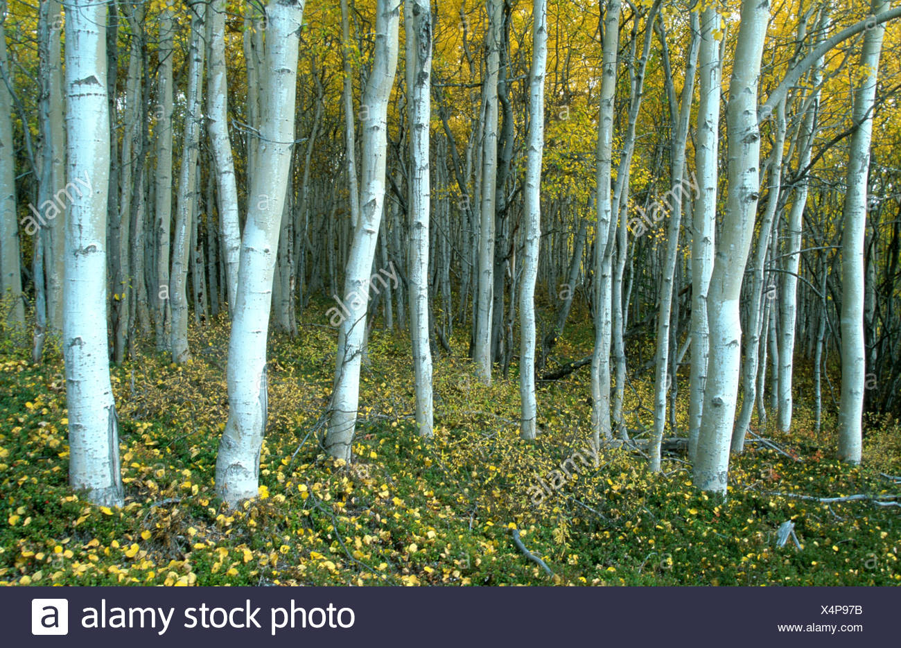 Alaska Summer Birch Forest Stock Photos & Alaska Summer Birch Forest ...