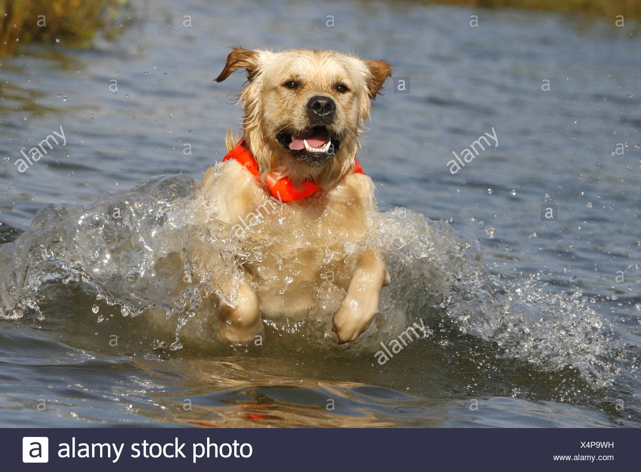 British Golden Retriever High Resolution Stock Photography and Images ...